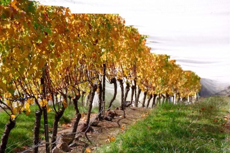 The Vineyard Gallery